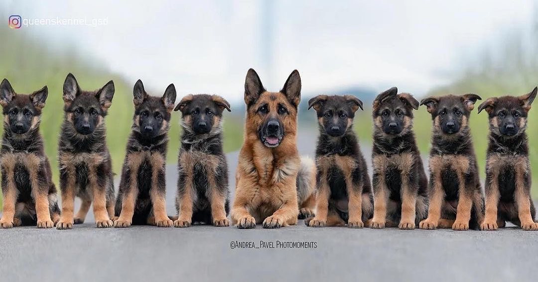 too-cute-german-shepherd-puppies