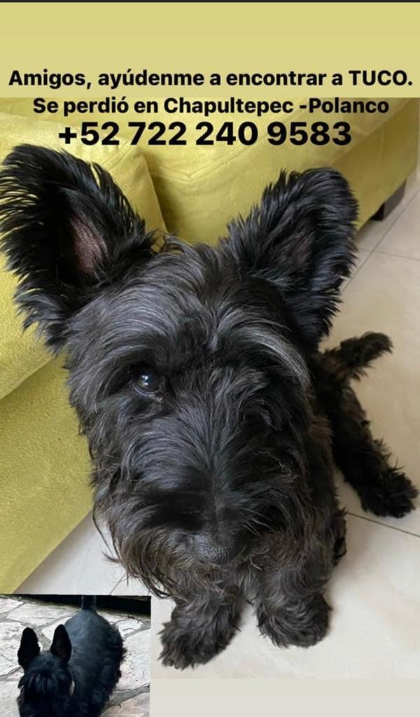 Mascotas Sismo on Twitter: "RT @marmarvm: 🆘🐶🆘 #PERRITO #PERDIDO en Chapultepec zona Polanco RT🙏 ...