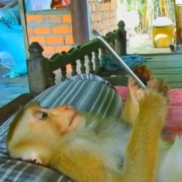 reactions on Twitter: "monkey looking at ipad in bed bored"