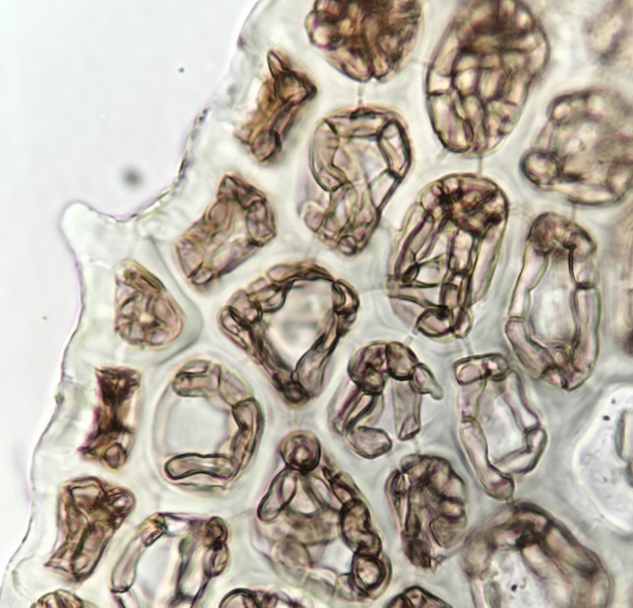 Polyporus Under A Microscope