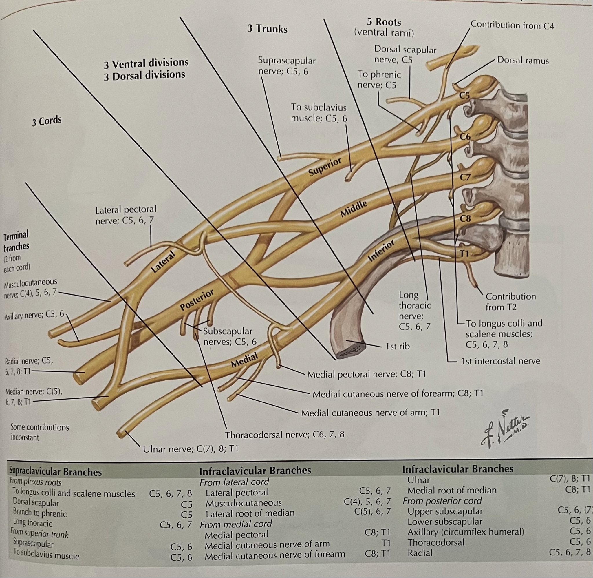 Brachial Plexus Netter