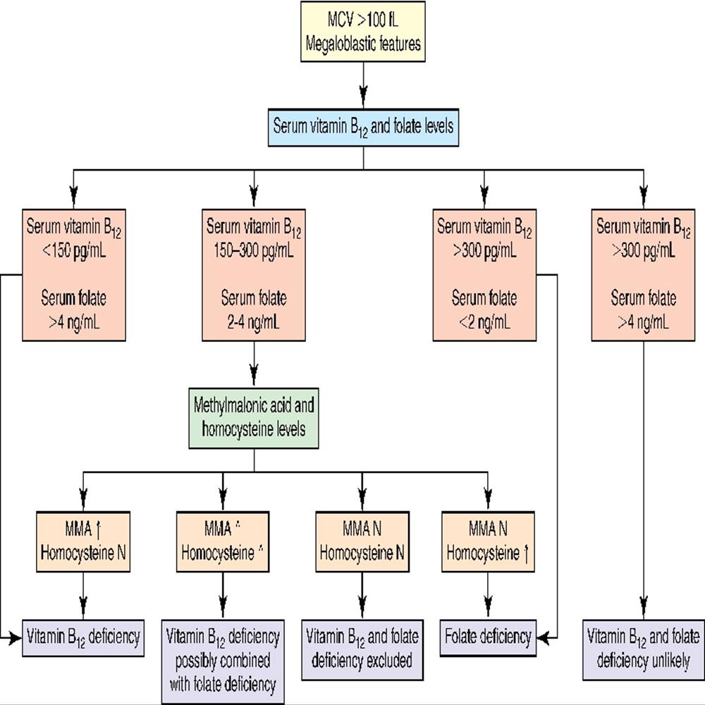 Methylmalonic Acid Vitamin B12