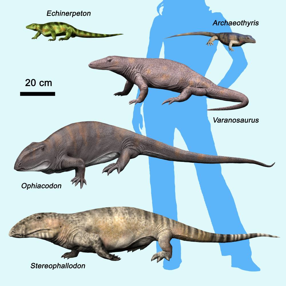 Carboniferous Reptiles