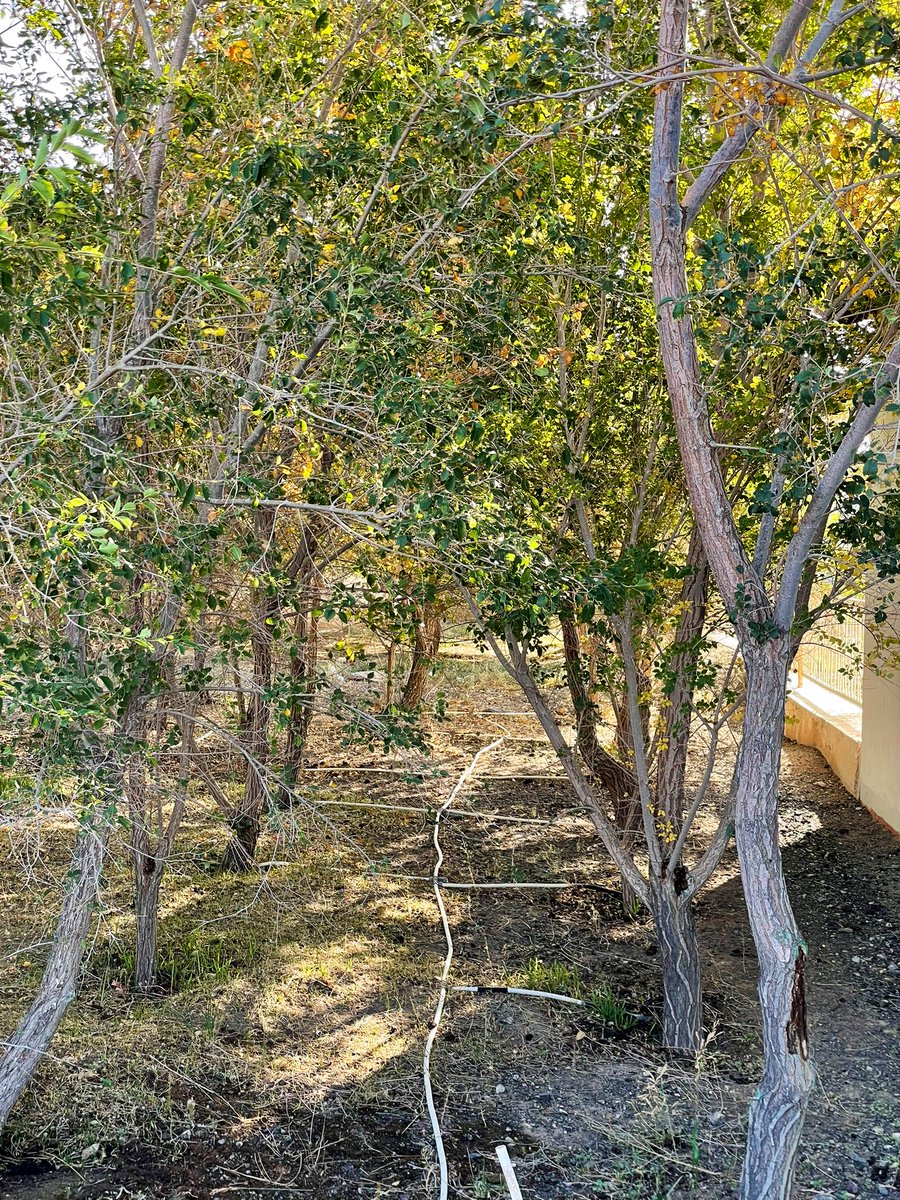 Эрдэнийн ЛХАГВА On Twitter Өмнөговь аймаг хур тунадас бага гандуу намаржиж байна Хүрмэн сум