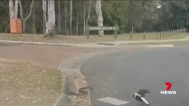 Two iconic Australian animals have gone head-to-head. The brawl between ...