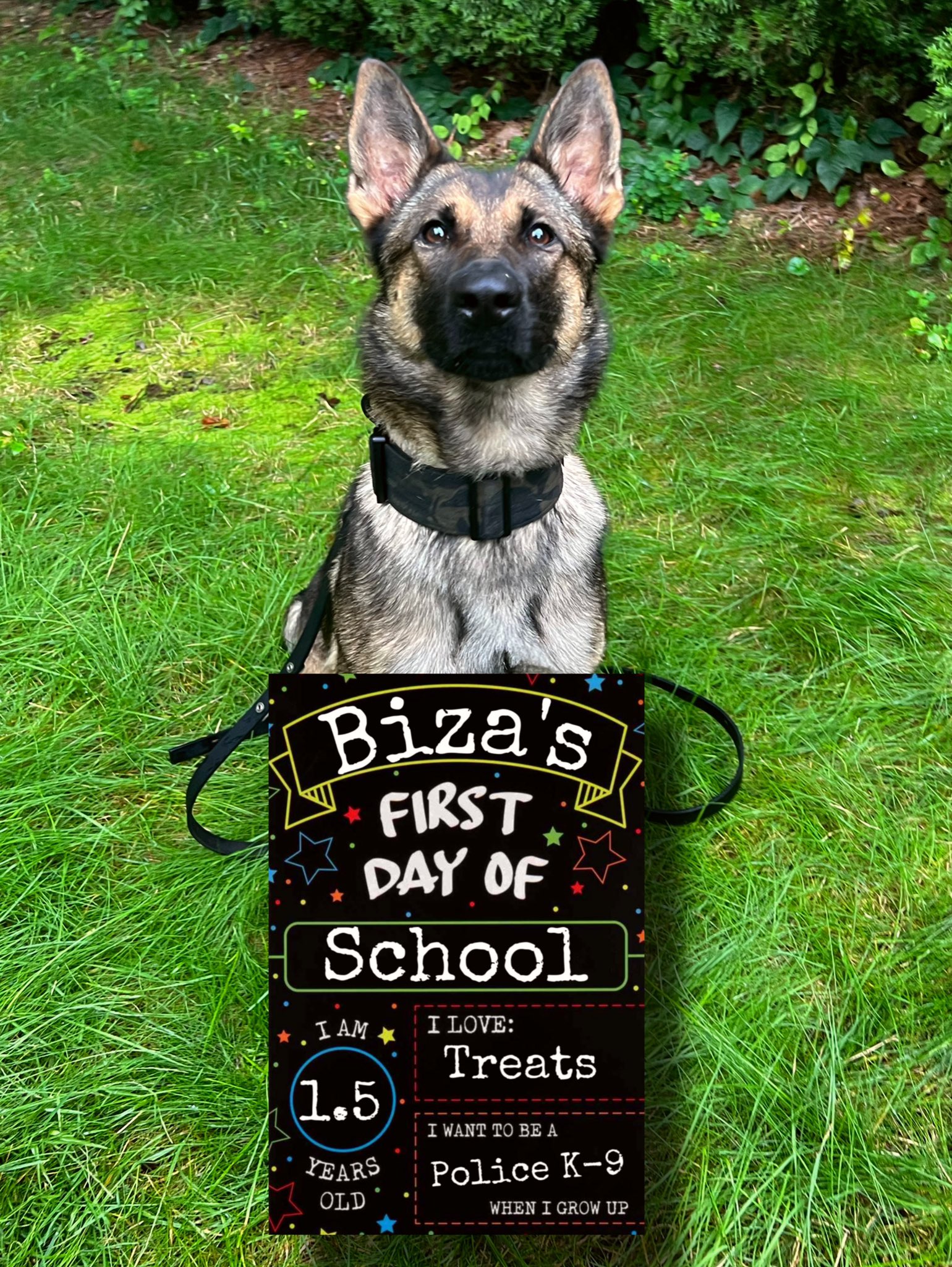 Good Luck At School With Dog