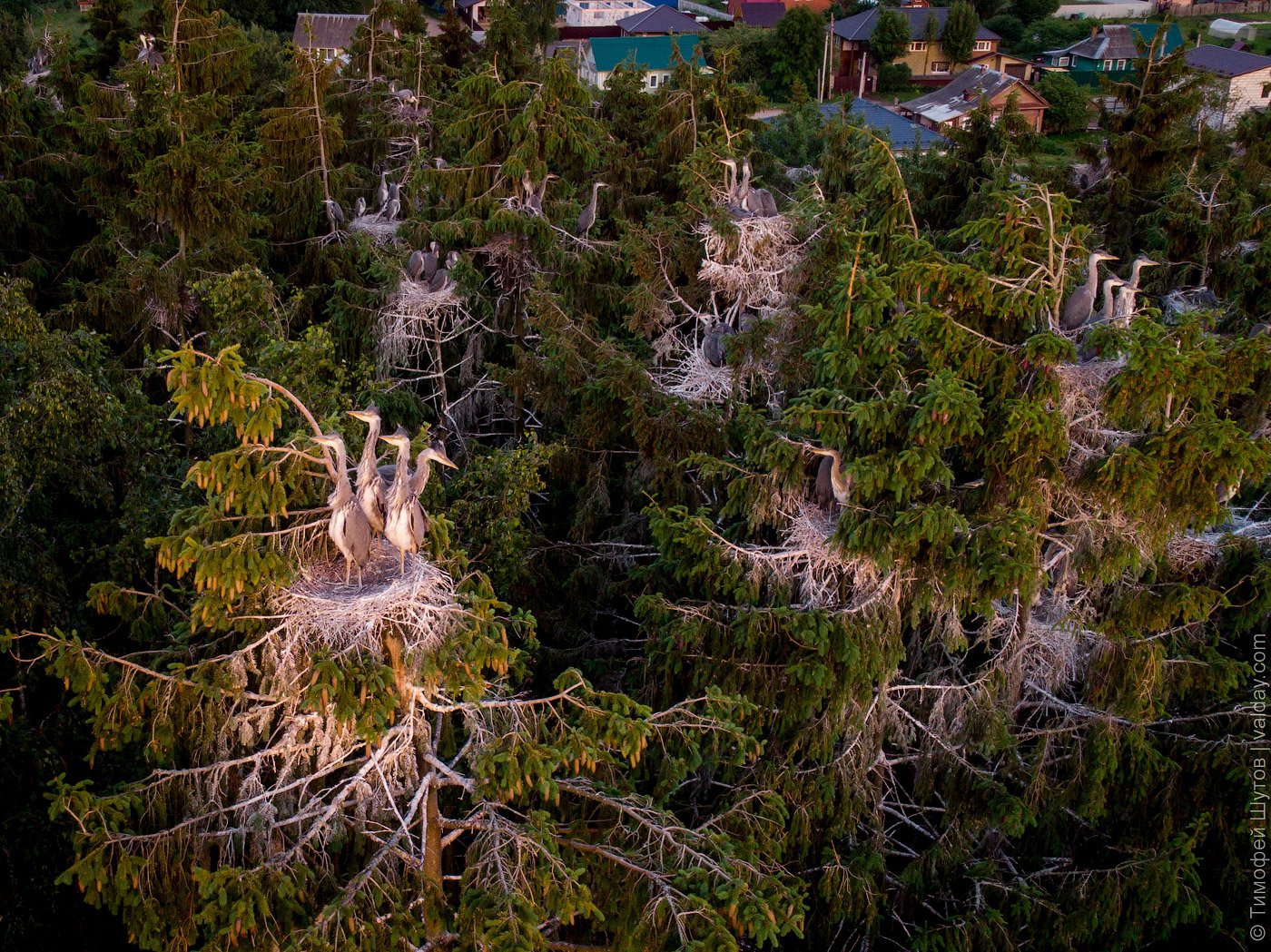 Daniela Asaro Romanoff (@RomanoffAsaro) / Twitter