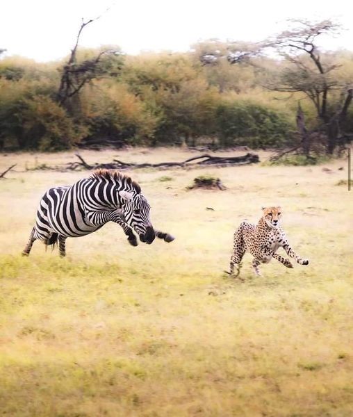 Cheetah Hunting Zebra