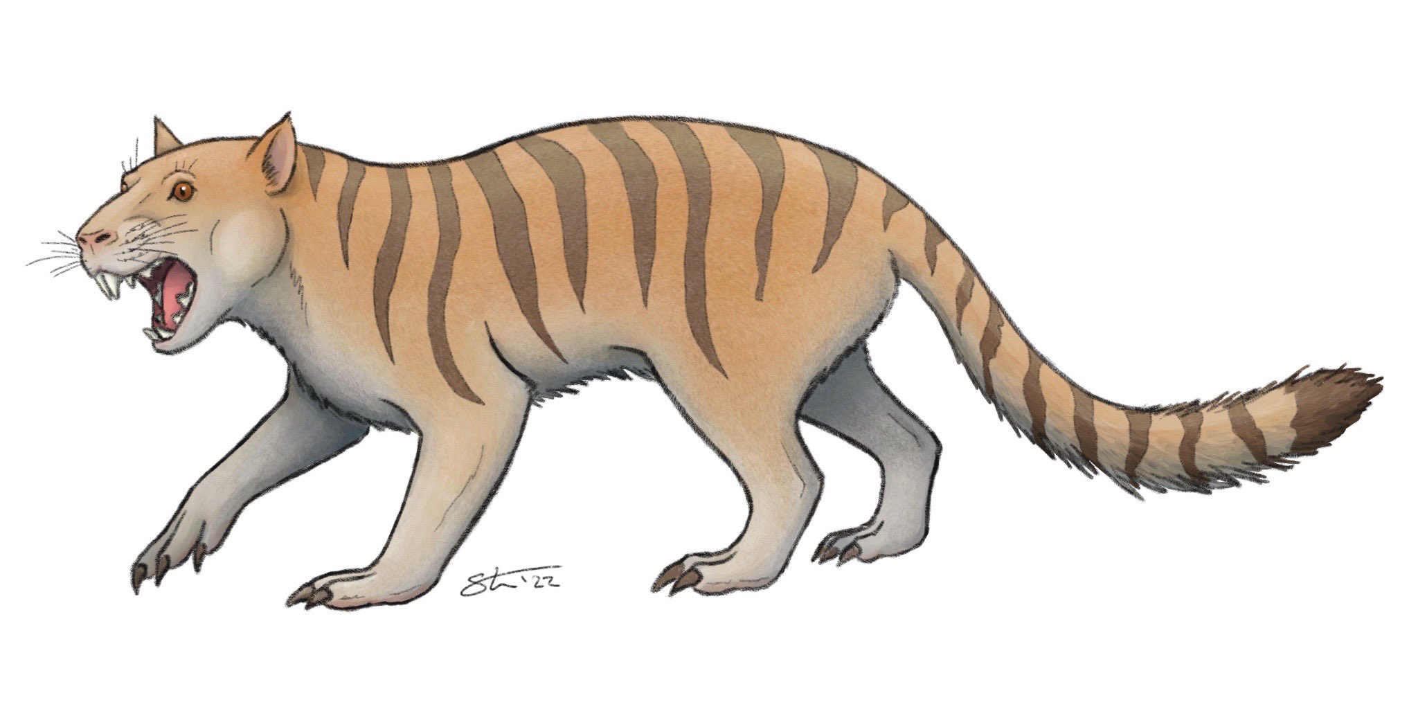 Queensland Tiger Drawings The Wild Colonial Boy | The Queensland Tiger