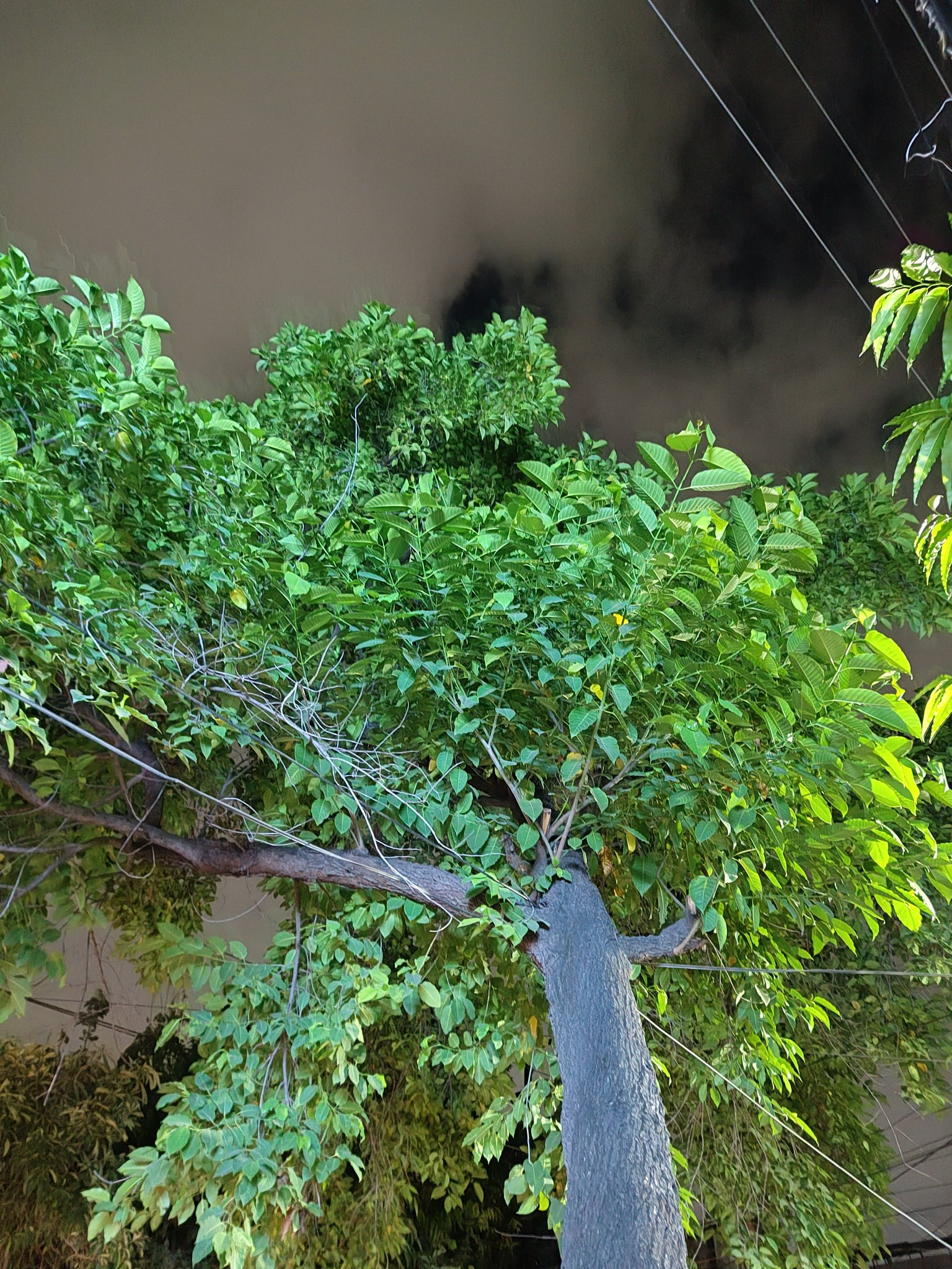 on-twitter-camera-mega-comparison-pic-1-vs-pic-2
