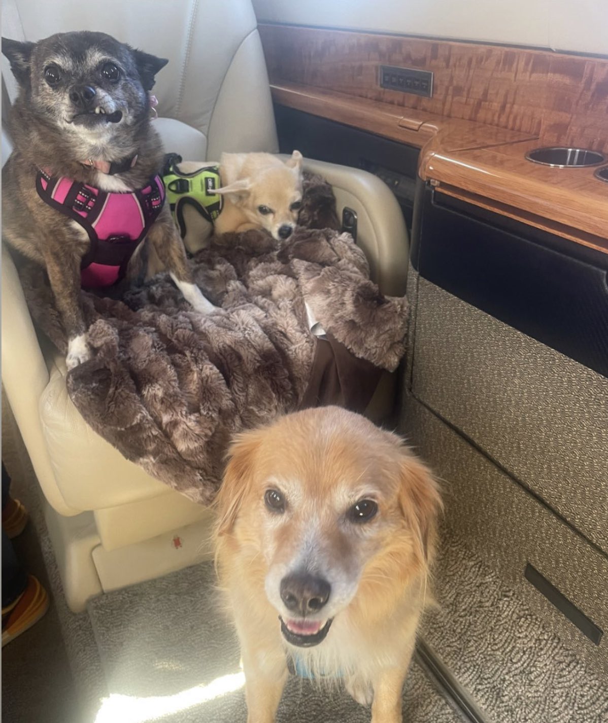 Miranda Lambert on Twitter: "Vegas here we come! 💖 @MuttNation https://t.co/PN6xuvjfi1" / Twitter