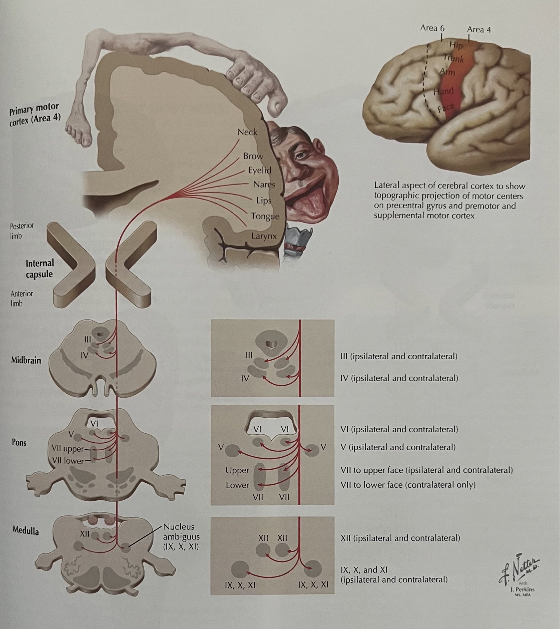 Brainstem Anatomy Netter