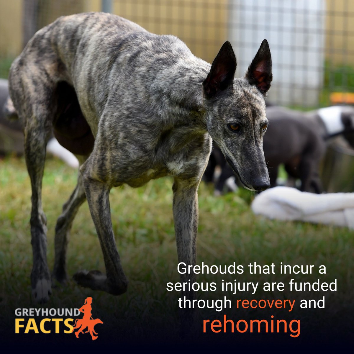 Why Is Dog Racing Bad