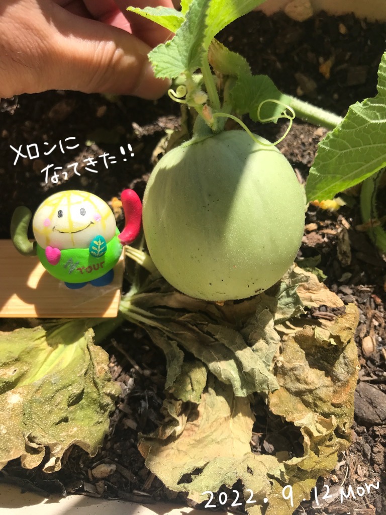 【公式】㈱農協観光 Ntour on Twitter: "#ゴーヤ は9センチ #メロン は5センチまで成長中！ ゴーヤは受粉から10日ほど経って この大きさまで来ました 下の部分が黄色く ...