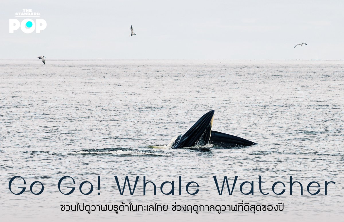 THE STANDARD POP on Twitter: "Go Go! Whale Watcher ชวนไปดูวาฬบรูด้าในทะเลไทย ช่วงฤดูกาลดูวาฬที่ ...