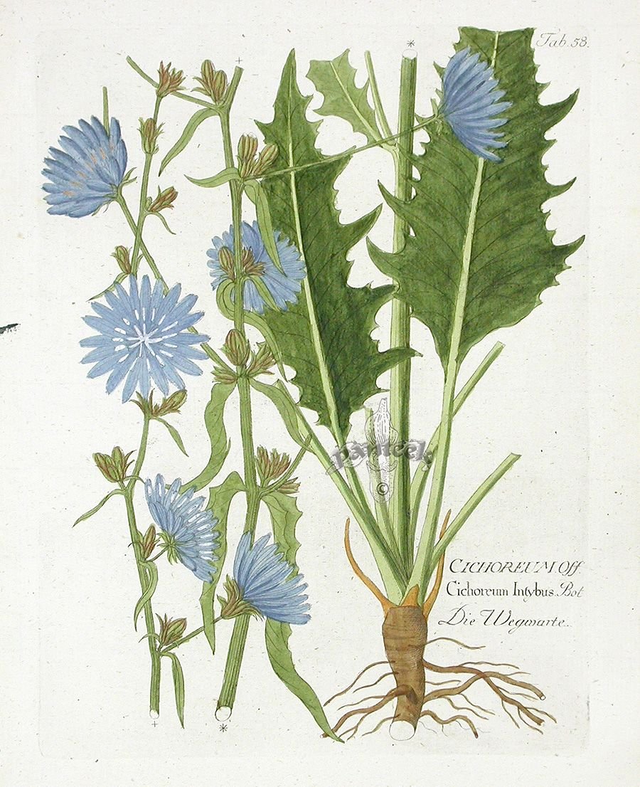 In the late summer a pale blue flower blooms, enlivening the landscape ...