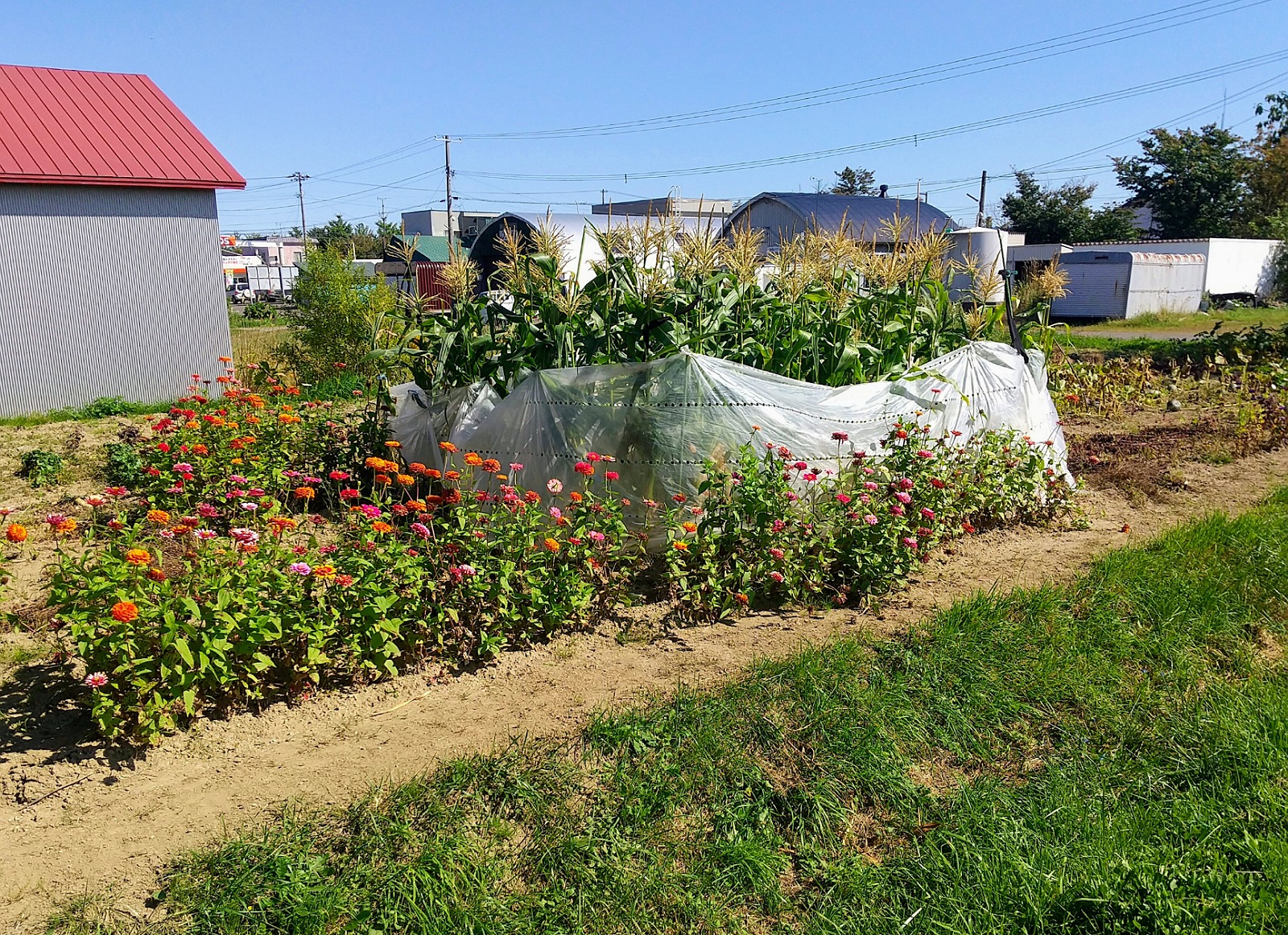 Asami (@asm_390) / Twitter