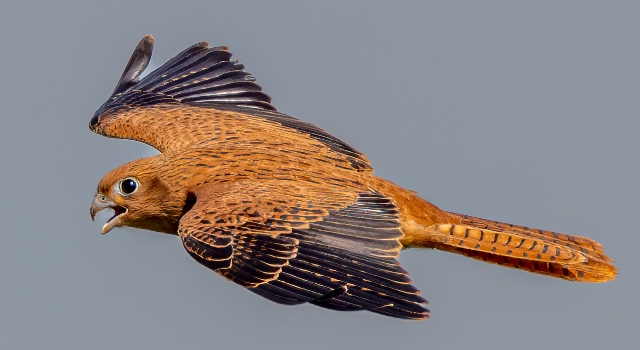 Fox Kestrel