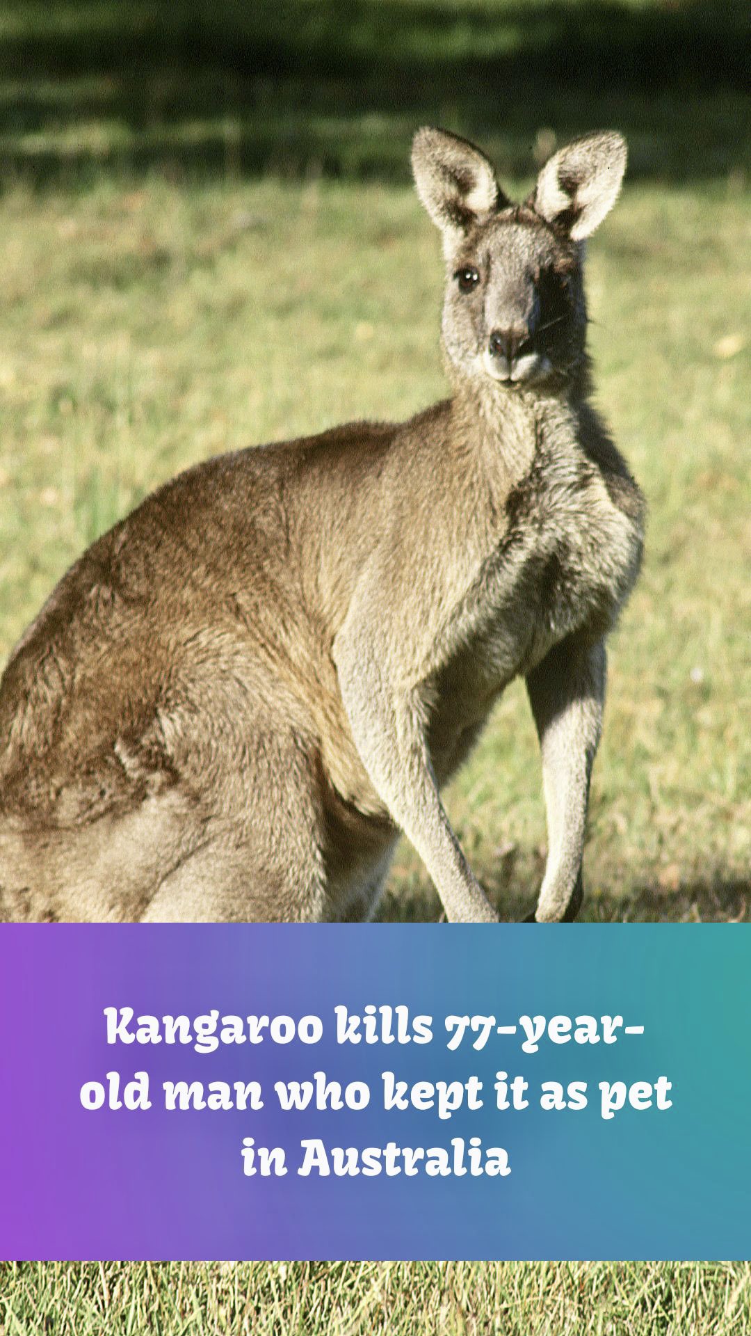 “Robin Dale”🕊(Celtic🍀Warrior)USA🇺🇸 Ireland🇮🇪 on Twitter: "🚨Redmond,Southwest Australia: Kangaroo ...