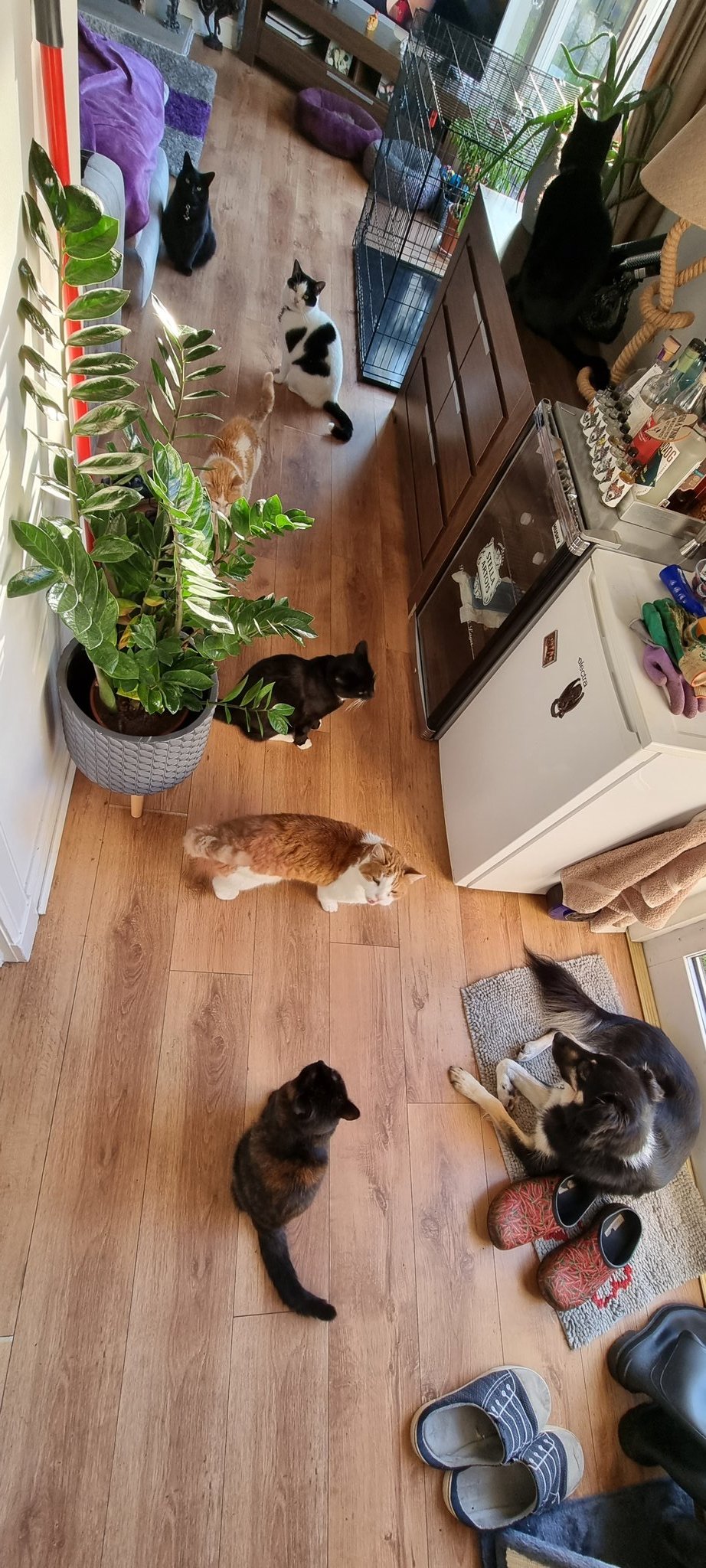 Shelley Frayja on Twitter: "It's a mad house! https://t.co/DfYMIAOhy3" / Twitter