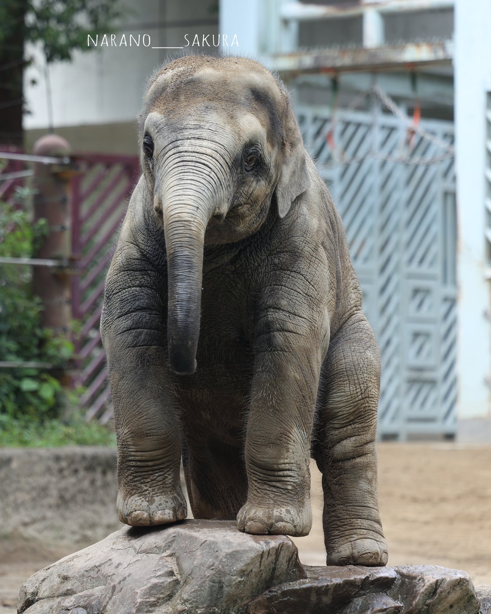 narakko (@narakko3) / Twitter