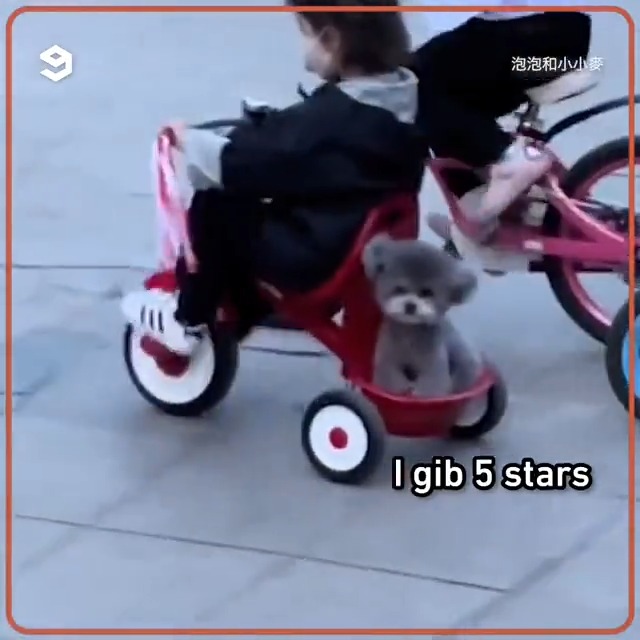 9GAG ️ Memeland on Twitter: "Poodle and his fav uber driver. https://t.co/pBNcv36GUt" / Twitter