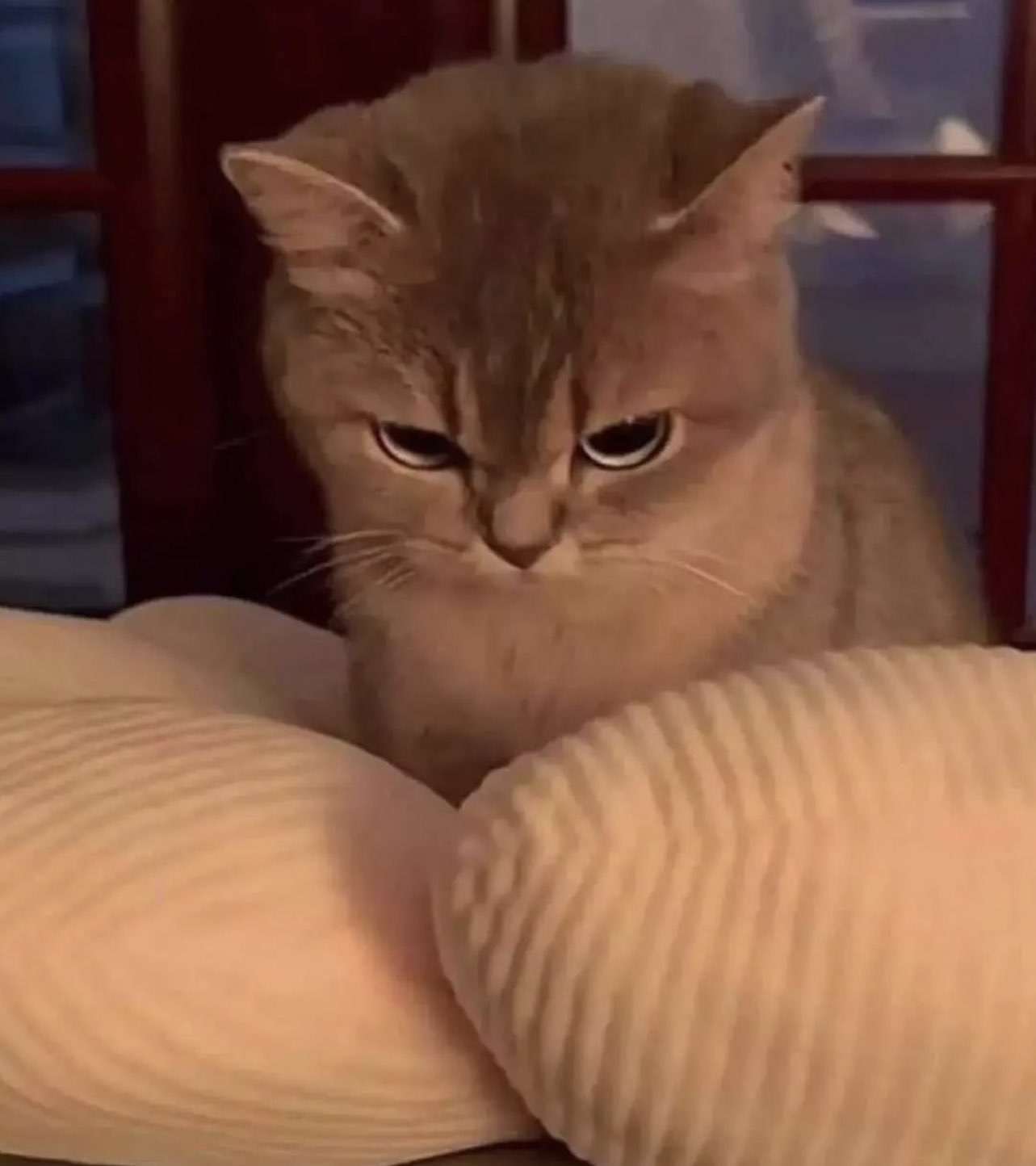 💛Jams💛 || (ddlc plus natsuki image)#NATSUKISWEEP on Twitter: "@JusttFaye least my teeth clean ...