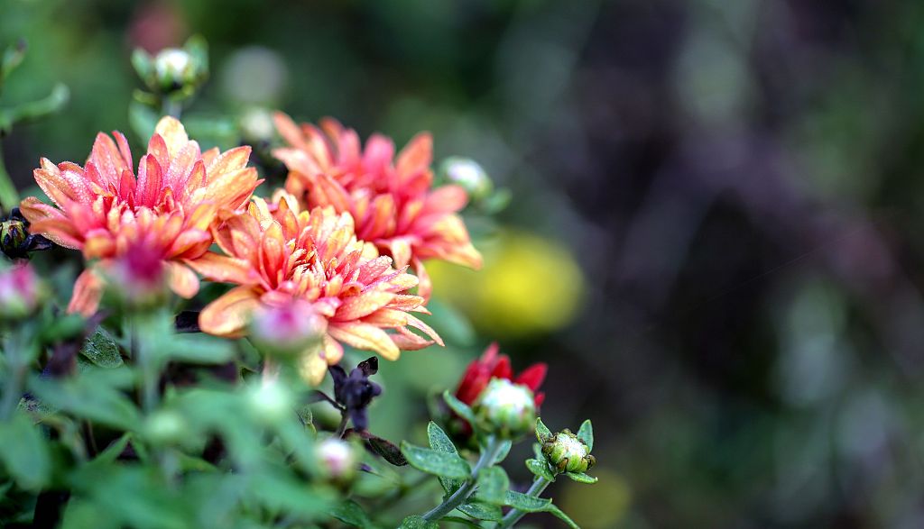 Blooming chrysanthemums in Handan, north China's Hebei, herald the ...