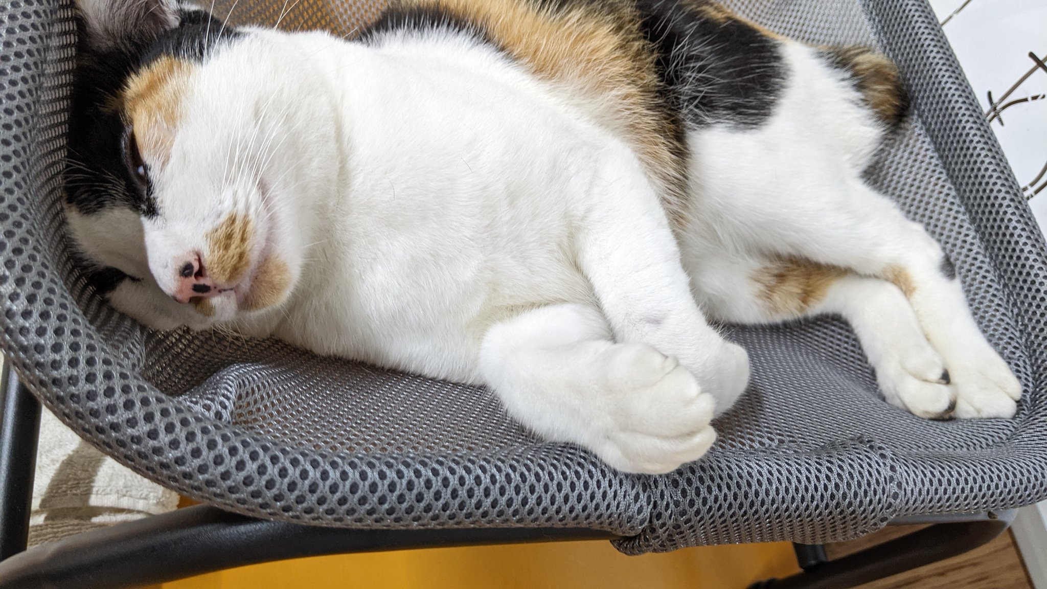 Hachi Hata on Twitter: "Die Katzen sind wegen des Regens im Urlaub. https://t.co/YLMzAqBY2Z ...