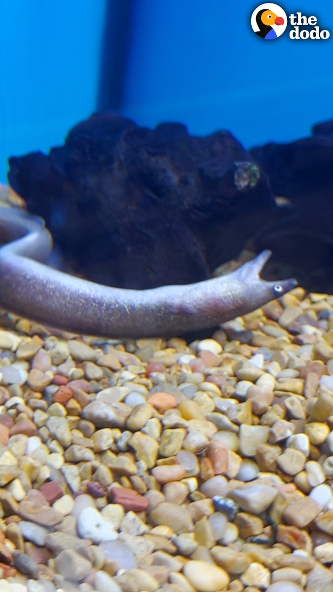 Sad eel rescued from pet store is thrilled when his foster mom figures ...