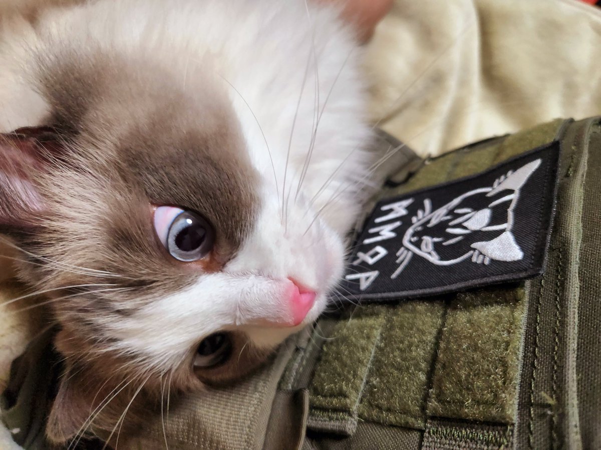 UCC@次室士官 on Twitter: "RT @teppachi_cat: ﾅﾝﾅ AVSで遊んでいるのかい ハーネスはもう駄目そうだね… my kitten found new toy ...