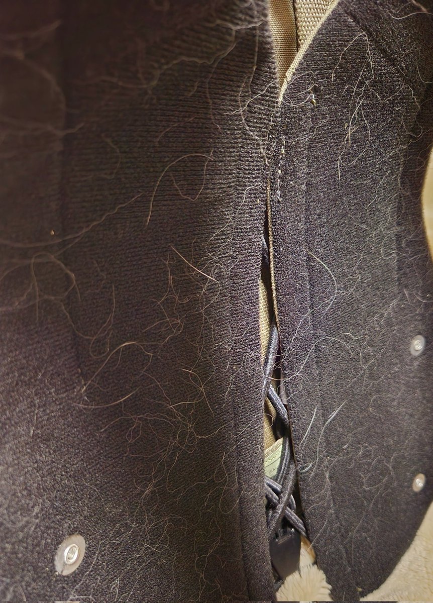 UCC@次室士官 on Twitter: "RT @teppachi_cat: ﾅﾝﾅ AVSで遊んでいるのかい ハーネスはもう駄目そうだね… my kitten found new toy ...