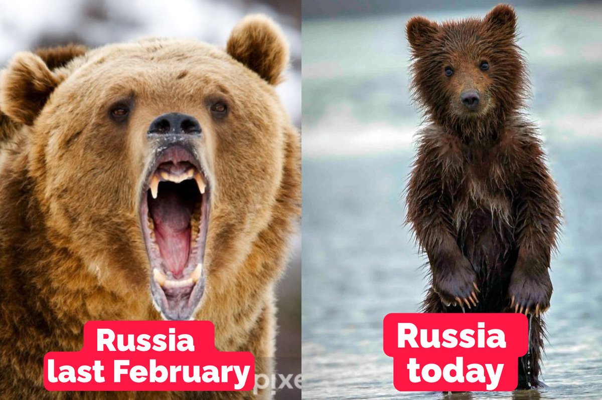 Putin Bear Wrestling