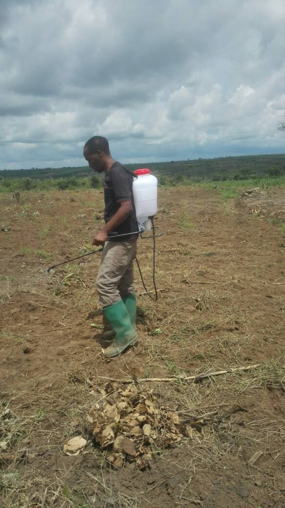 Tuendelee,picha zote ni kutoka shambani kwangu na shambani kwa ...