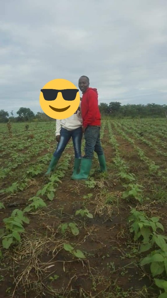 Tuendelee,picha zote ni kutoka shambani kwangu na shambani kwa @FreshRafiki @STADItweets ...