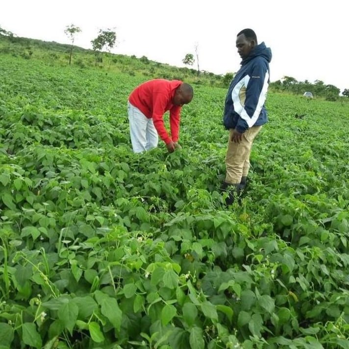 Tuendelee,picha zote ni kutoka shambani kwangu na shambani kwa ...