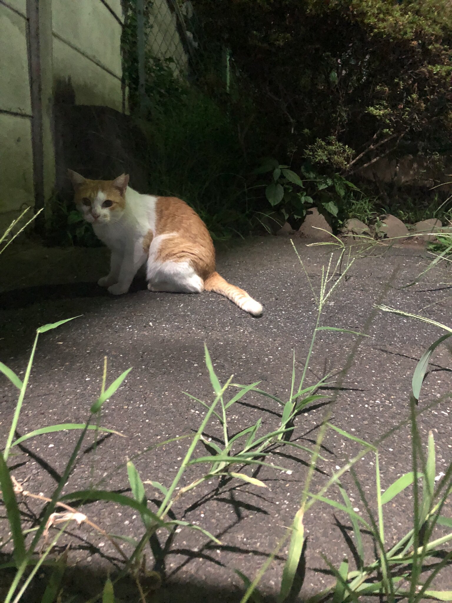 鳥居志歩 (@torii_shiho) / Twitter