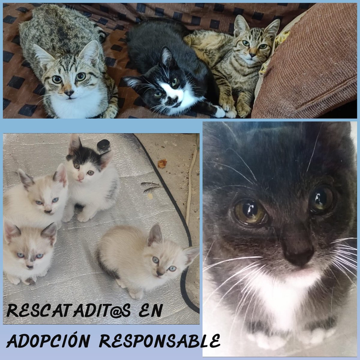 AnimalesCDMX on Twitter: AnimalesCDMX on Twitter: