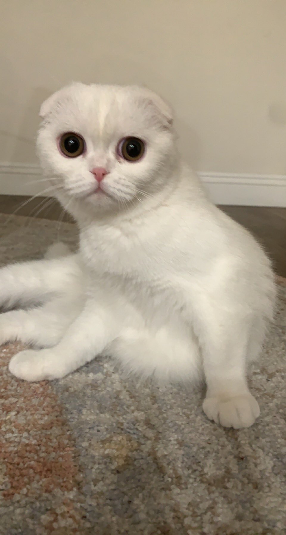 Maya on Twitter: "@qtcinderella ma’am https://t.co/RckUnID8af" / Twitter