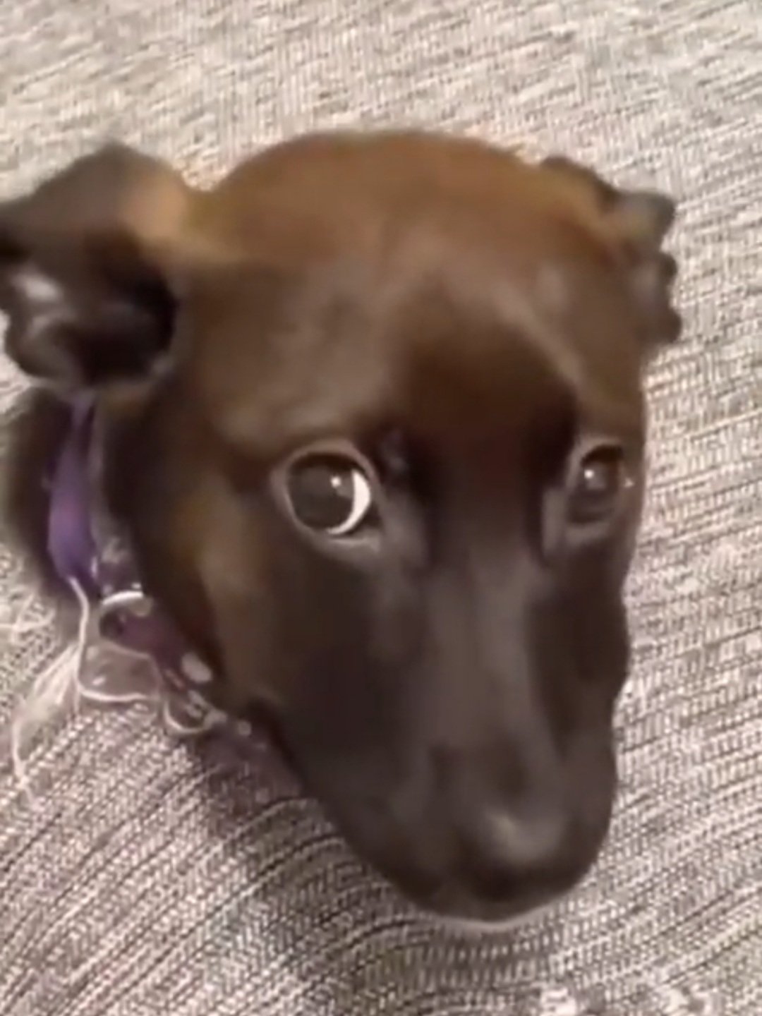 Tanja Strutzl 😷💉💉💉🎬👻🐒📷🇪🇺 on Twitter: "@FredSchultz35 If that were my dog and he would look at me ...