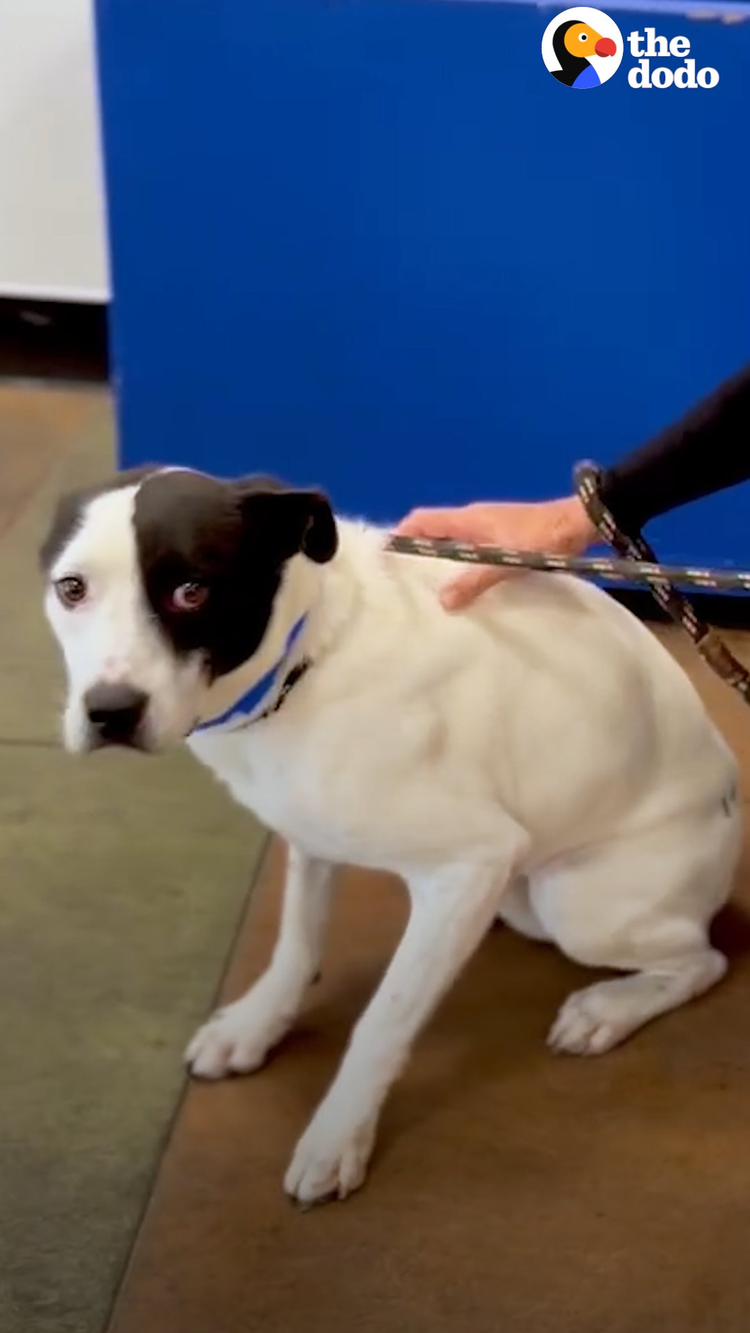 The Dodo on Twitter: "Pittie can't stop shaking in the shelter until he gets his first toy and ...