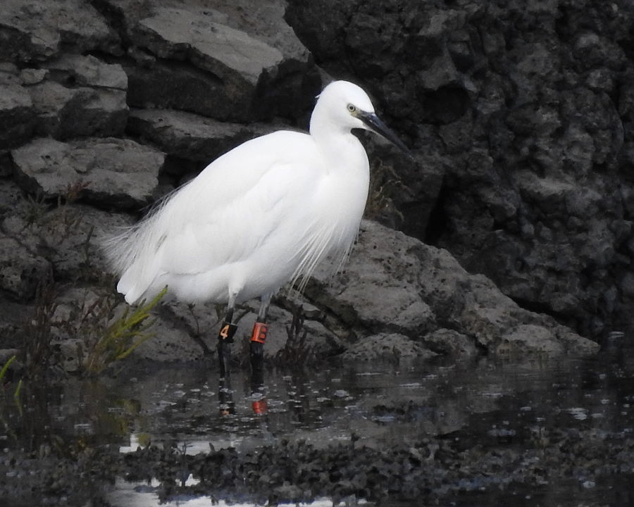 Ian Forrest on Twitter: "Little Egret oB n4 on Greatham Creek last night. Ringed as an adult on ...