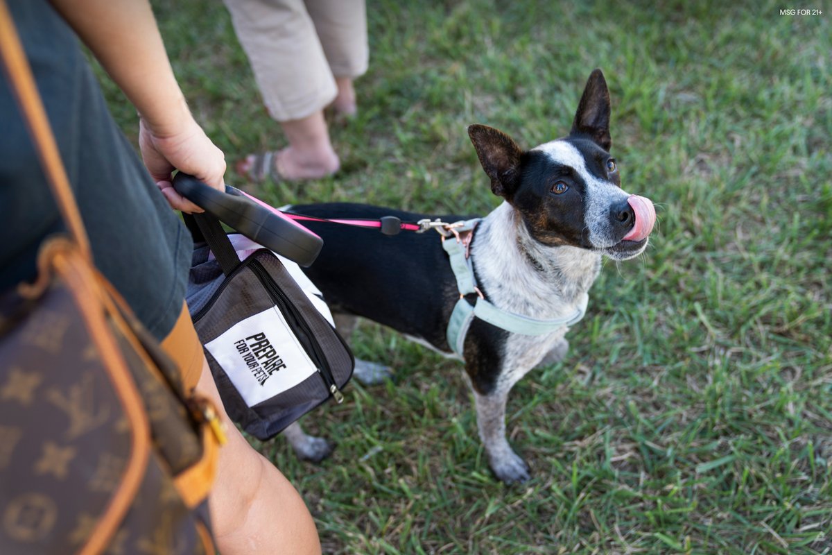 Recon, the 2022 Service Hero Dog - American Humane - American Humane