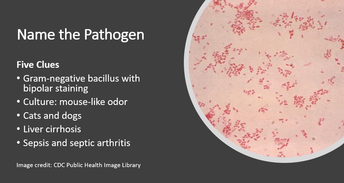 E Coli Gram Stain 100x