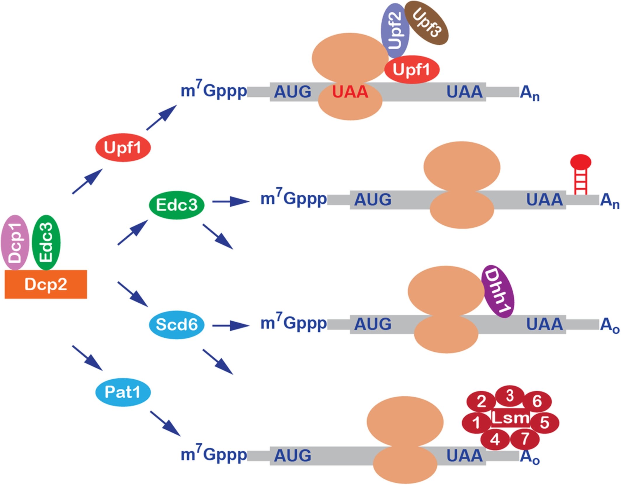 Weihan Li (@Weihan_Li_) / Twitter
