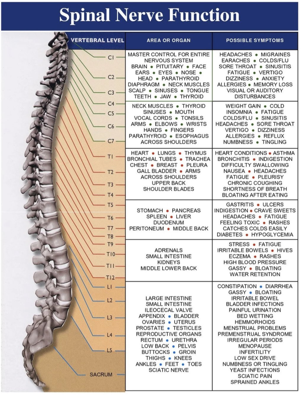 Functions Of The Spinal Cord