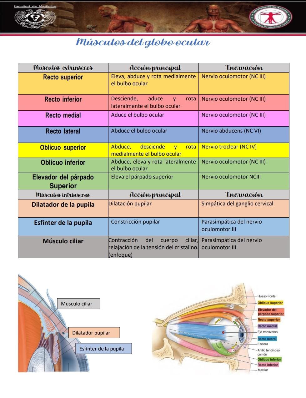 Anatomia FacMed on Twitter: "MÚSCULOS DEL GLOBO OCULAR https://t.co/ITEBkzpXM8" / Twitter