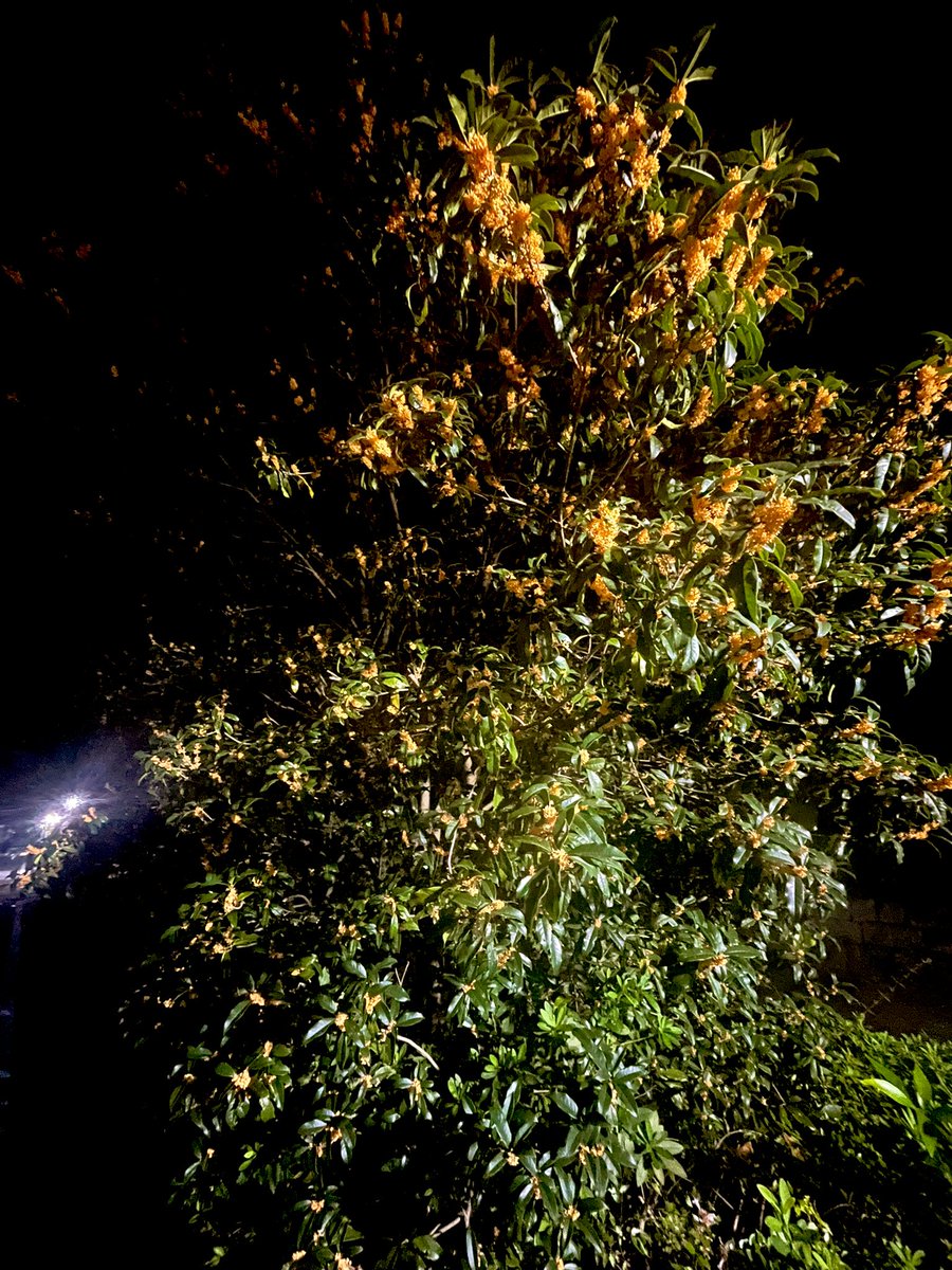 夜散歩、金木犀の香りがよい 笹森トモエ@げーみんぐはーれむ3🎮 @sasamomi