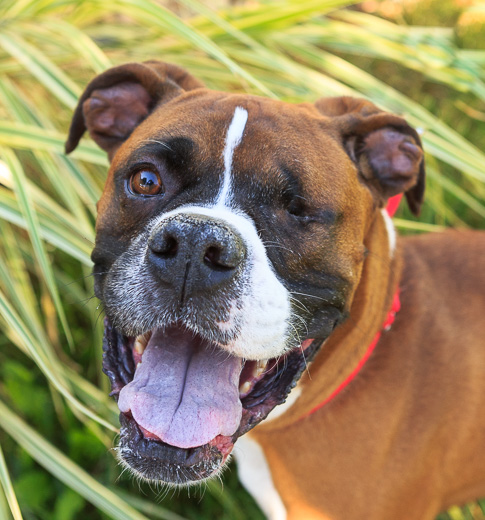 Dog Smiling With Pluto