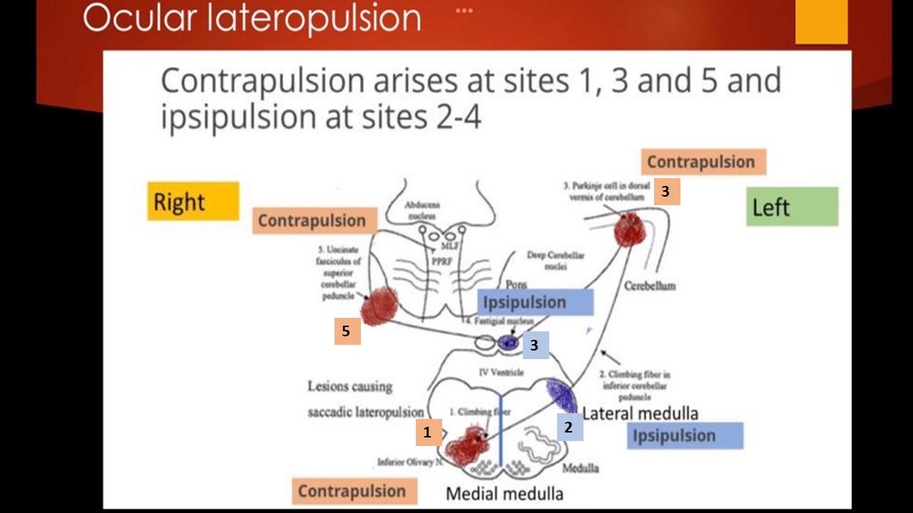 Fastigial Nucleus Pathway